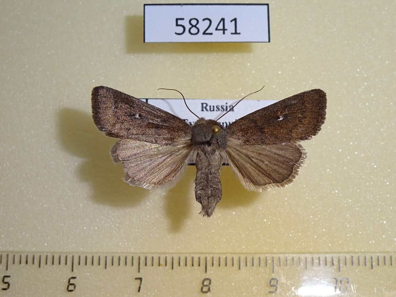Noctuidae Mythimna opaca f Tyva rep. - Fareastinsects