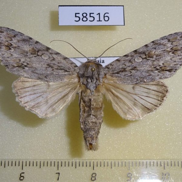 Noctuidae Acronicta hercules Primorye - Fareastinsects