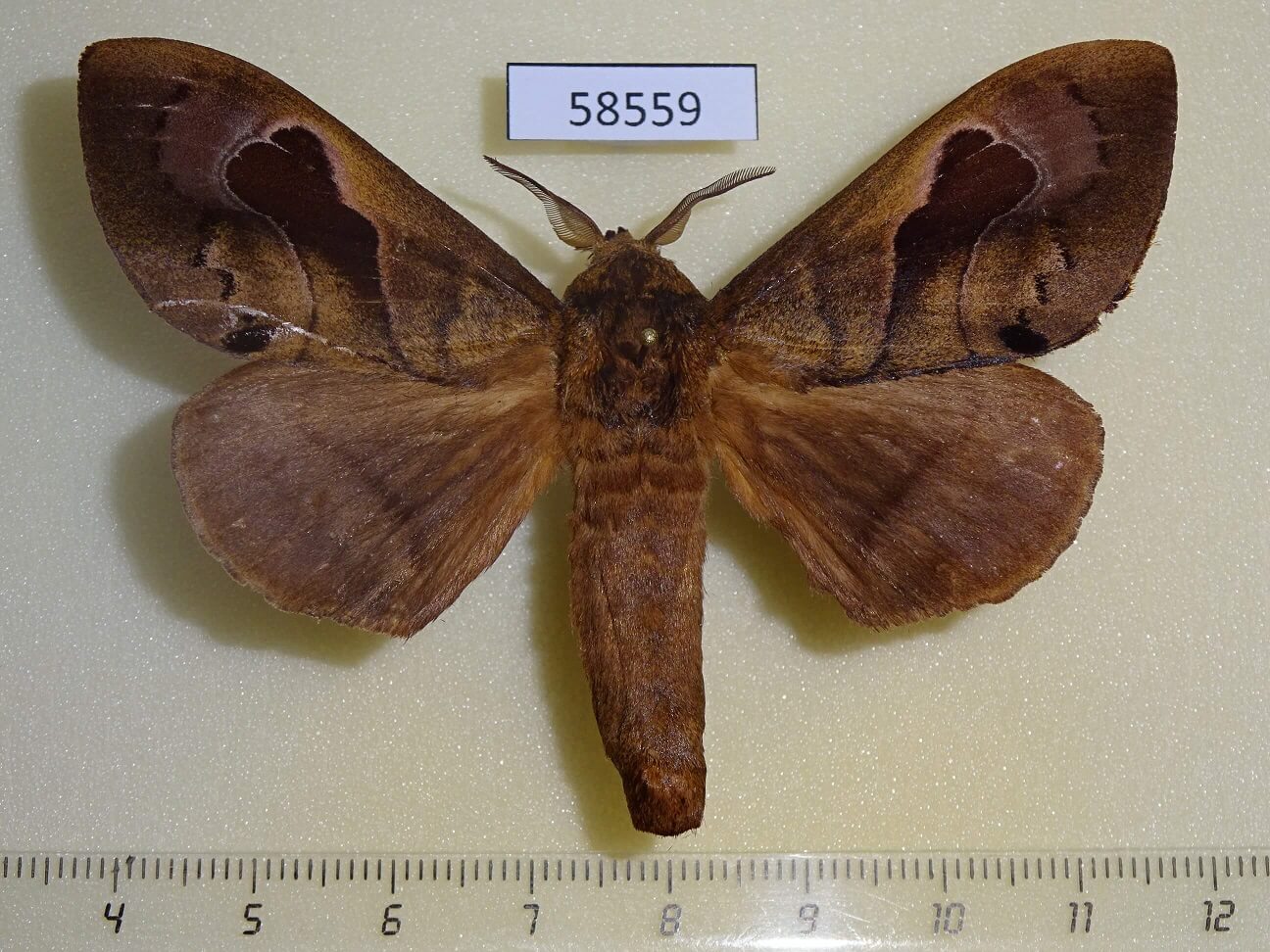 Lasiocampidae Paralebeda femorata Primorye - Fareastinsects