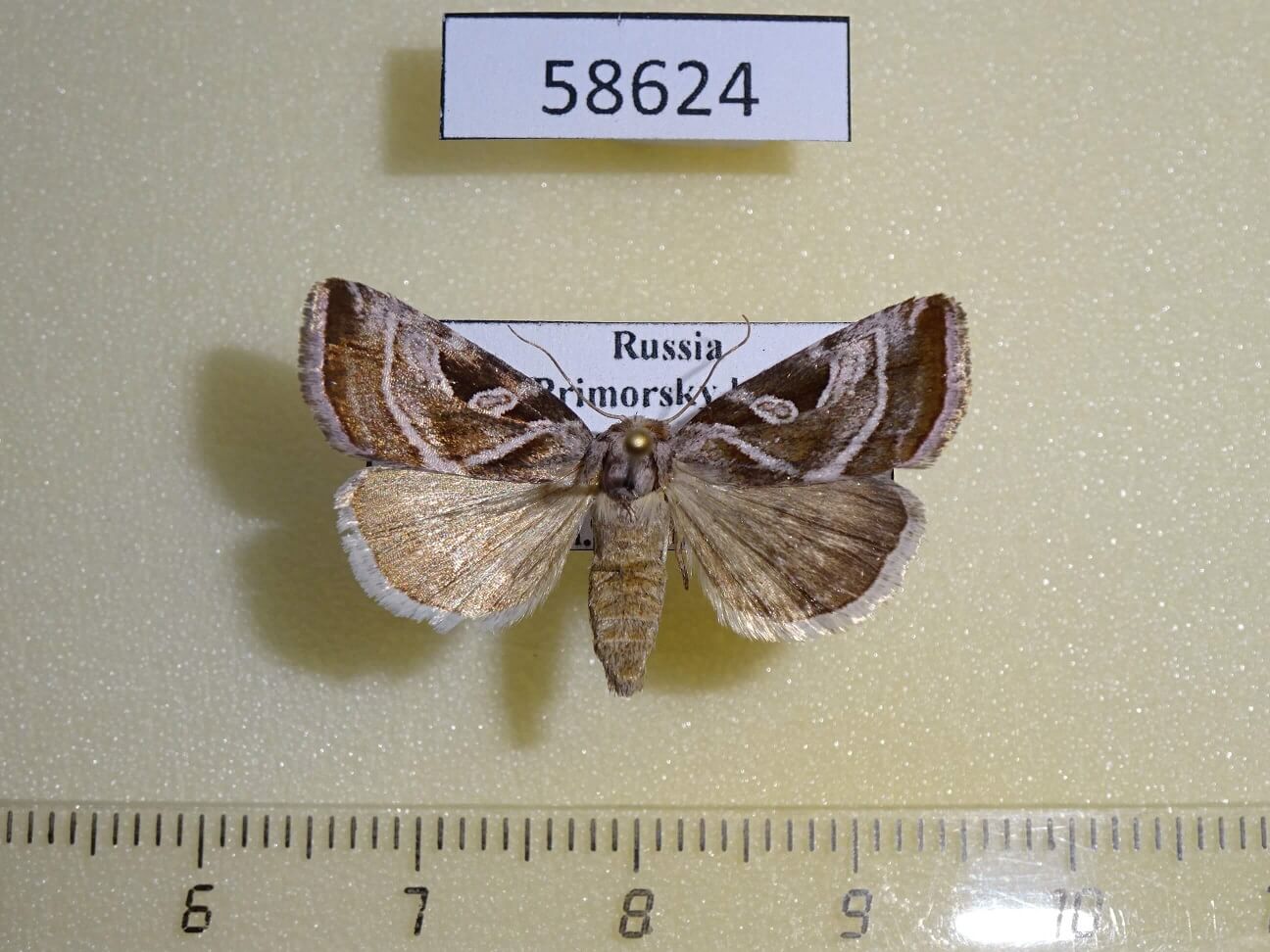 Noctuidae Eucarta virgo f Primorye - Fareastinsects