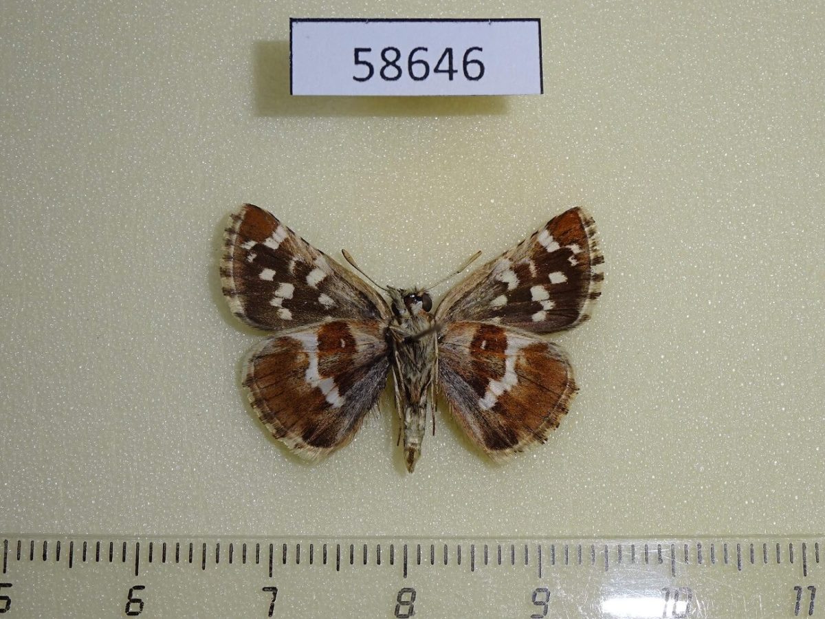 Hesperidae Pyrgus maculatus Primorye - Fareastinsects
