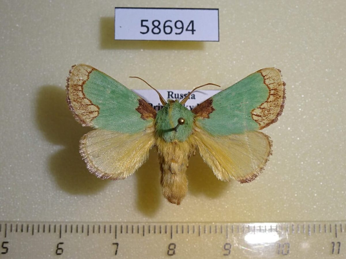 Limacodidae Latoia consocia Primorye - Fareastinsects