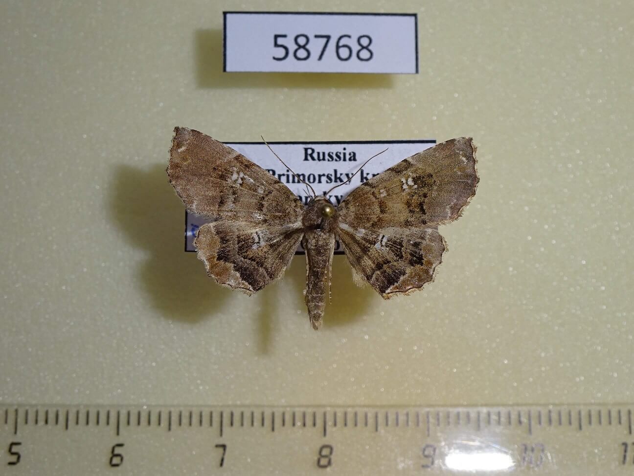 Noctuidae Pangrapta griseola Primorye - Fareastinsects