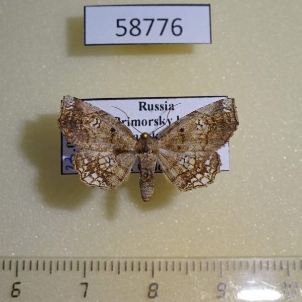 Noctuidae Pangrapta lunulata f Primorye - Fareastinsects