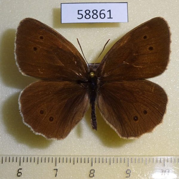Satyridae Aphantopus hiperantus ocellata Primorye - Fareastinsects