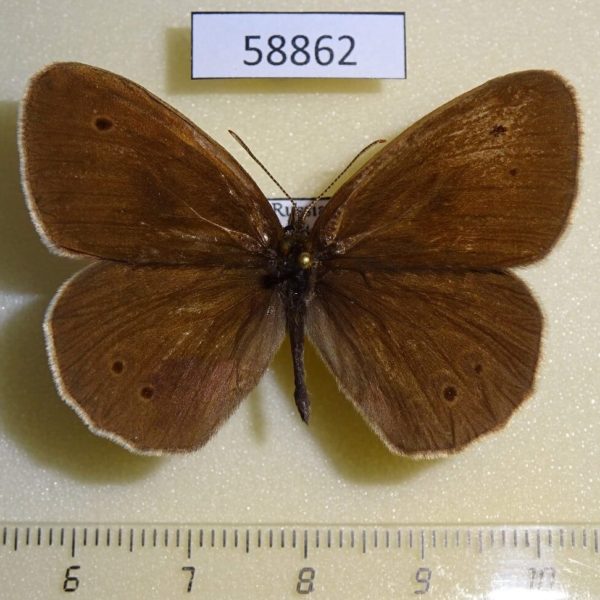 Satyridae Aphantopus hiperantus ocellata Primorye - Fareastinsects