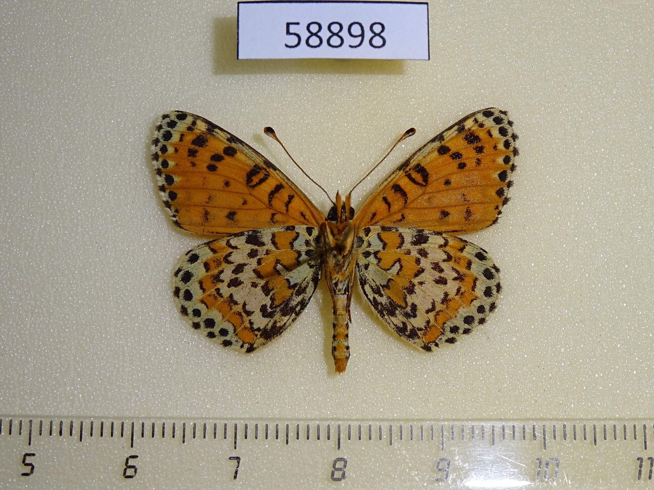 Nymphalidae Melitaea latonigena Transbaikal reg. - Fareastinsects