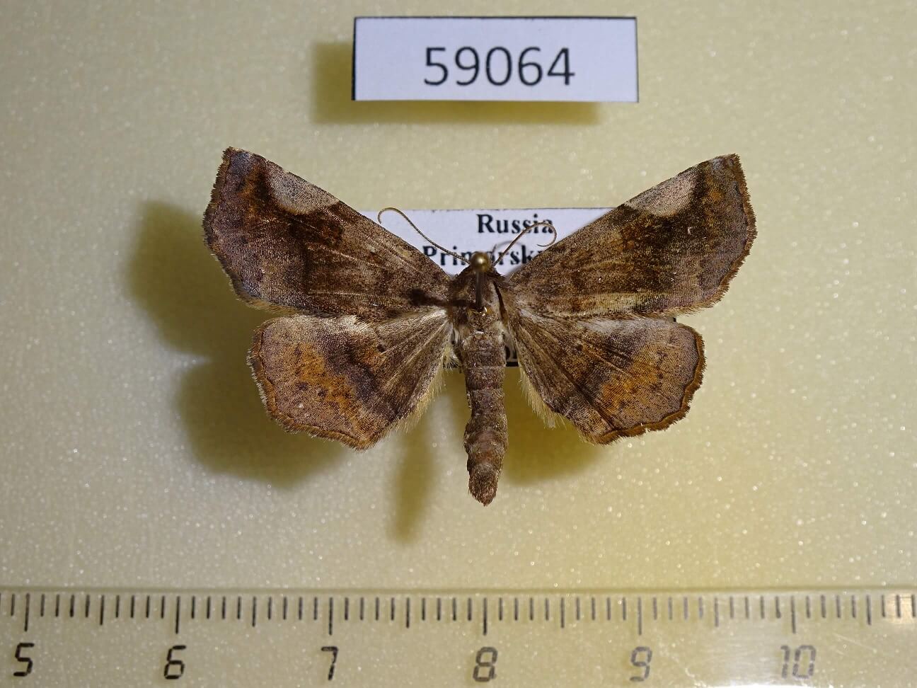 Noctuidae Pangrapta costaemacula Primorye - Fareastinsects