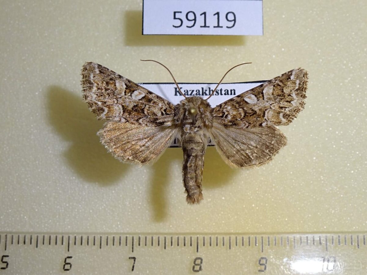Noctuidae Hadena strouhali Kazakhstan - Fareastinsects