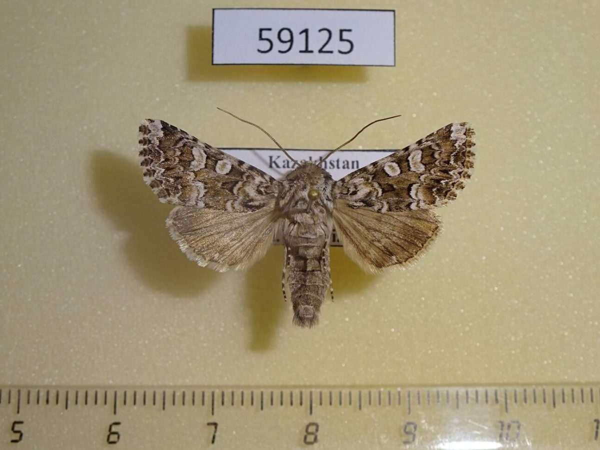 Noctuidae Hadena strouhali Kazakhstan - Fareastinsects