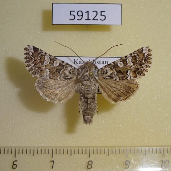 Noctuidae Hadena strouhali Kazakhstan - Fareastinsects