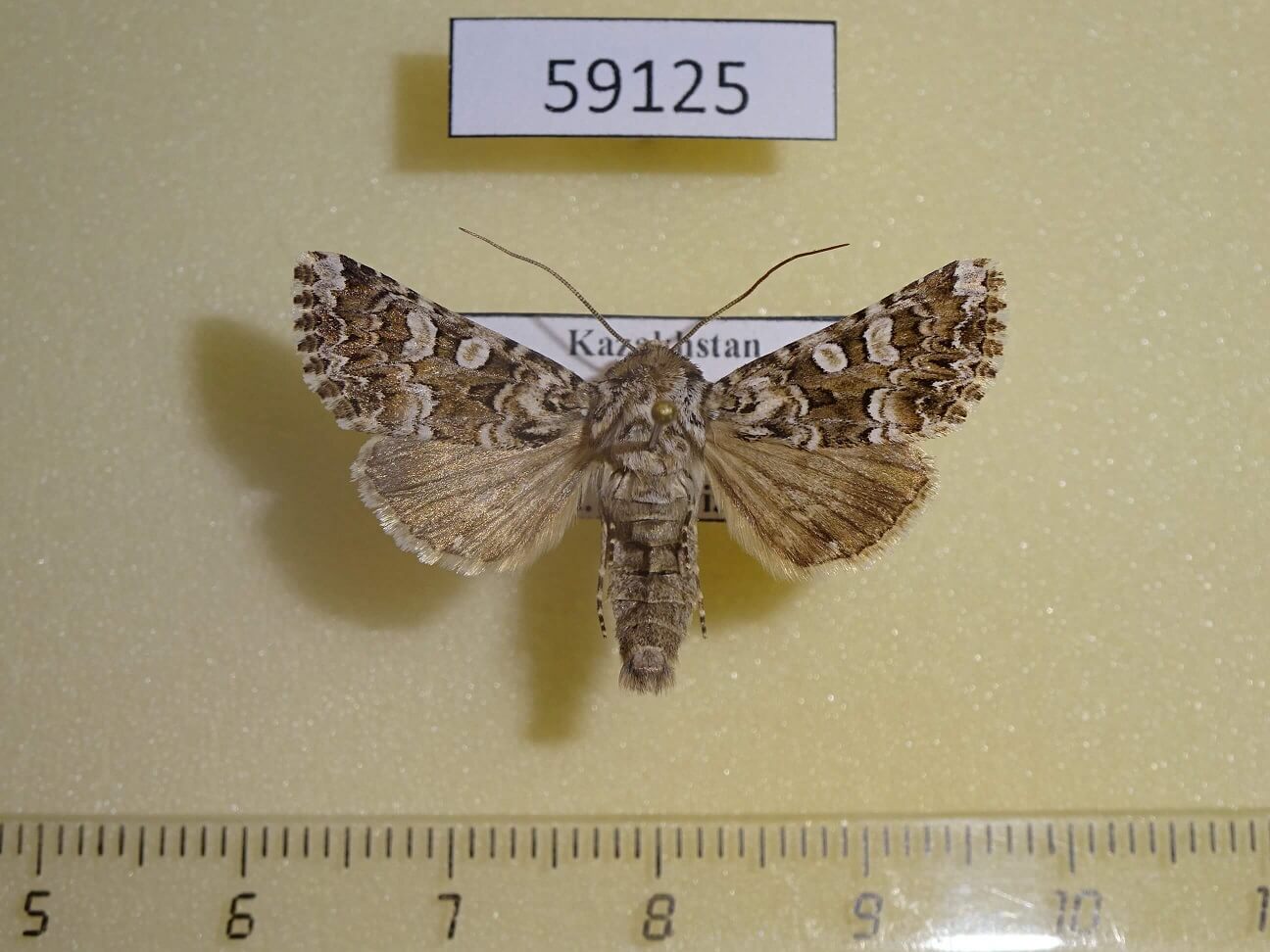 Noctuidae Hadena strouhali Kazakhstan - Fareastinsects