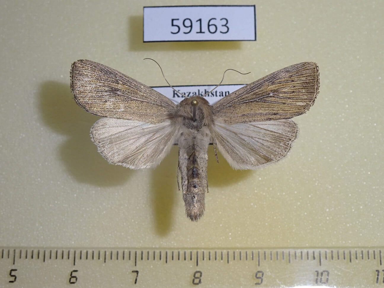 Noctuidae Mythimna obsoleta Kazakhstan - Fareastinsects