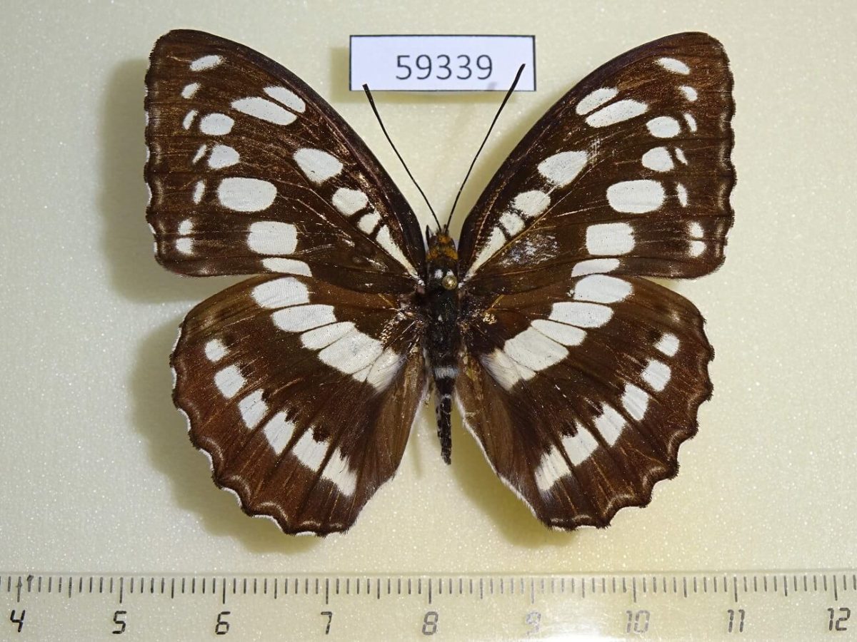 Nymphalidae Athyma perius Vietnam - Fareastinsects