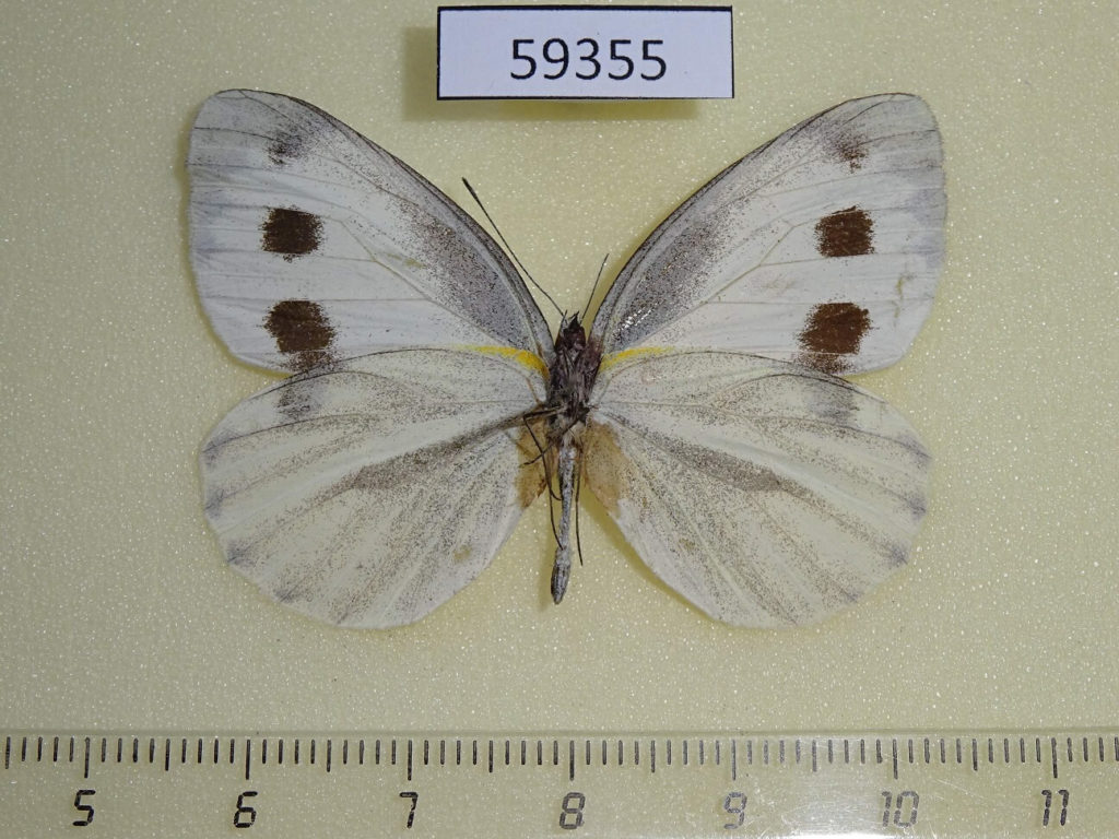 Pieridae Pieris canidia Vietnam - Fareastinsects