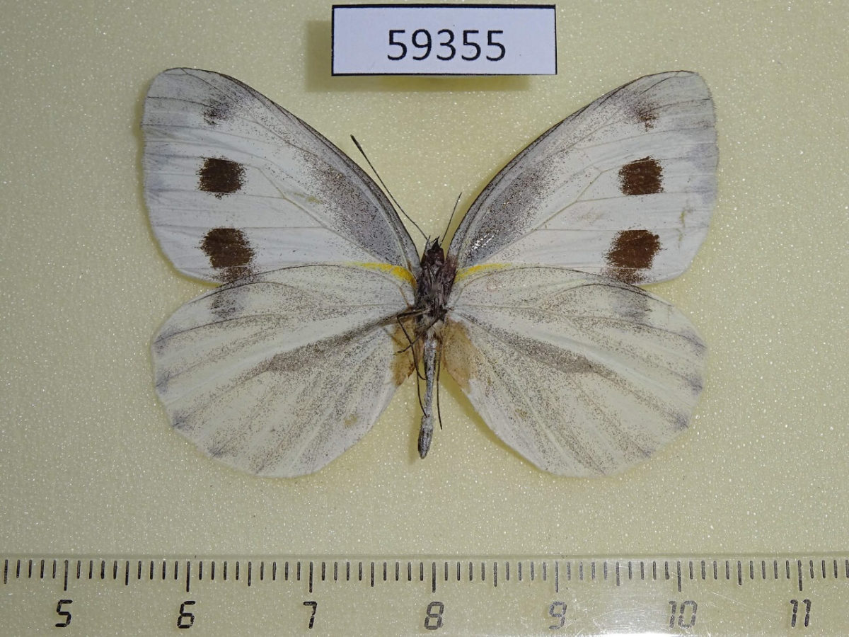 Pieridae Pieris canidia Vietnam - Fareastinsects