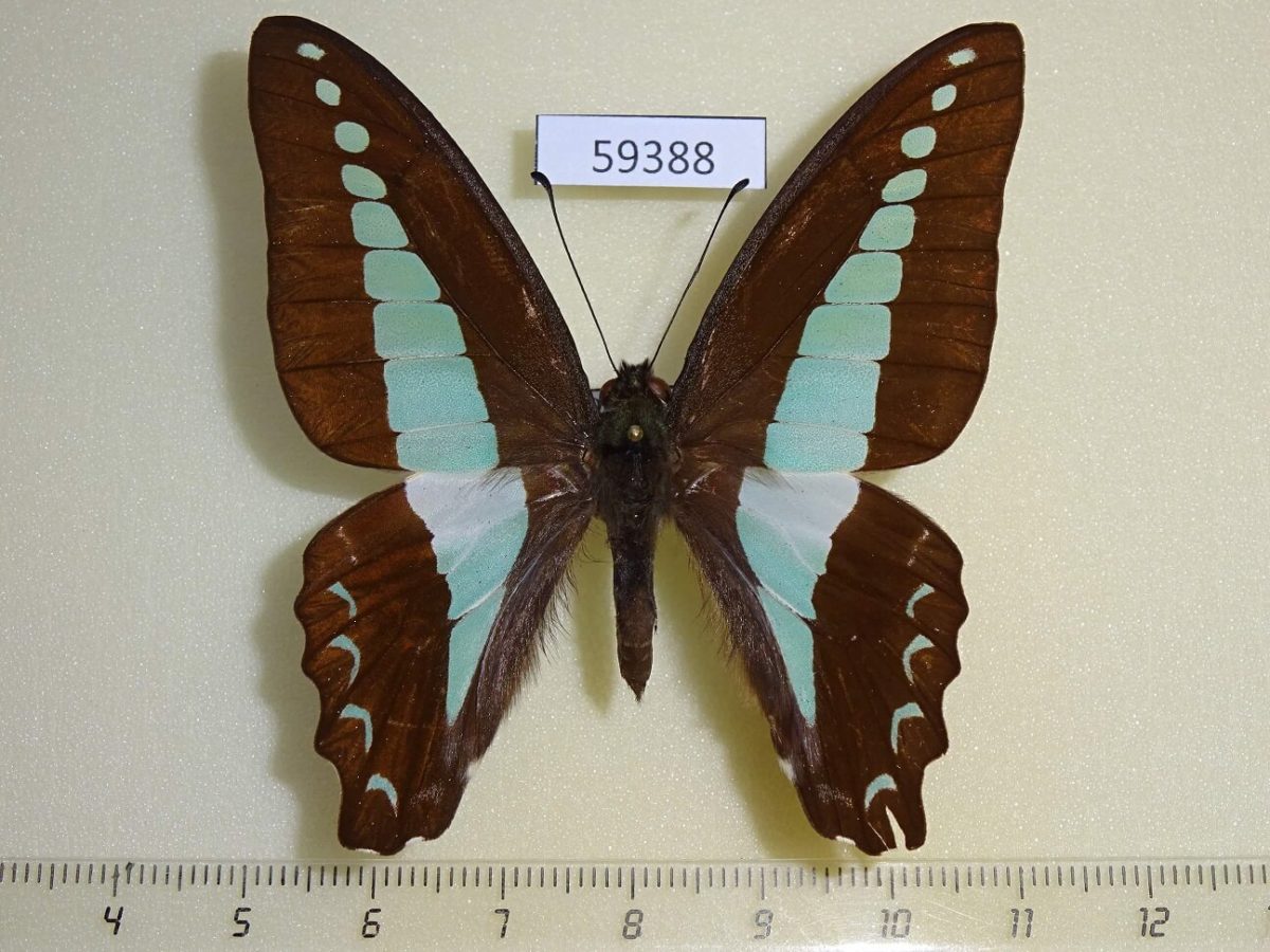 Papilionidae Graphium sarpedon Borneo - Fareastinsects