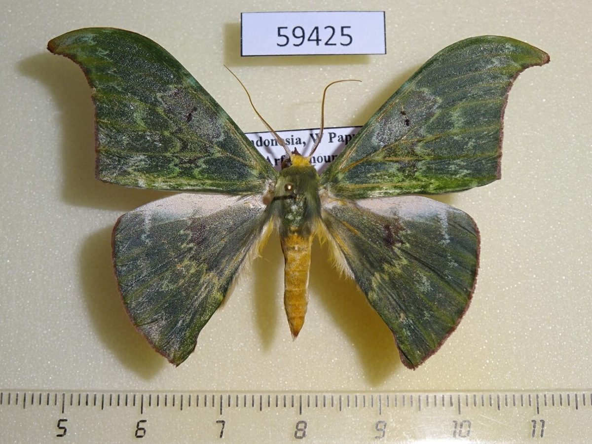 Geometridae Tanaorhinus unipuncta W.Papua - Fareastinsects