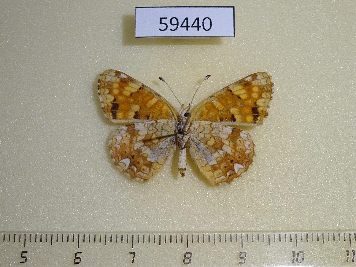 Nymphalidae Phyciodes pulchella USA - Fareastinsects