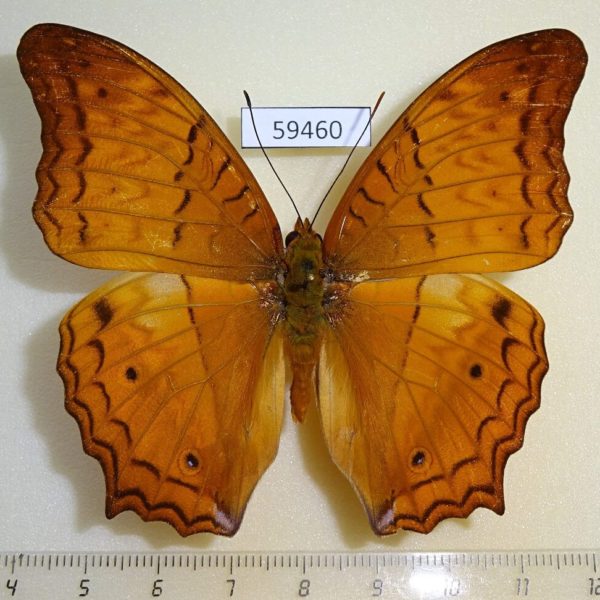 Nymphalidae Vindula dejone sp. dajakorum Borneo - Fareastinsects