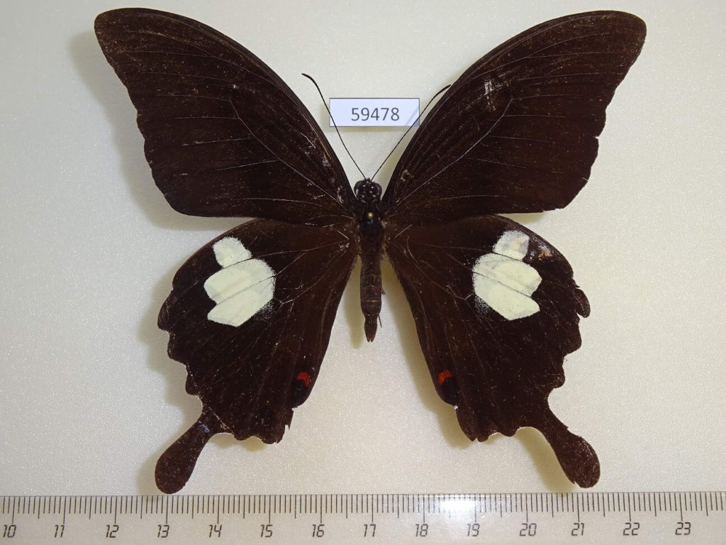 Papilionidae Papilio iswara Borneo - Fareastinsects