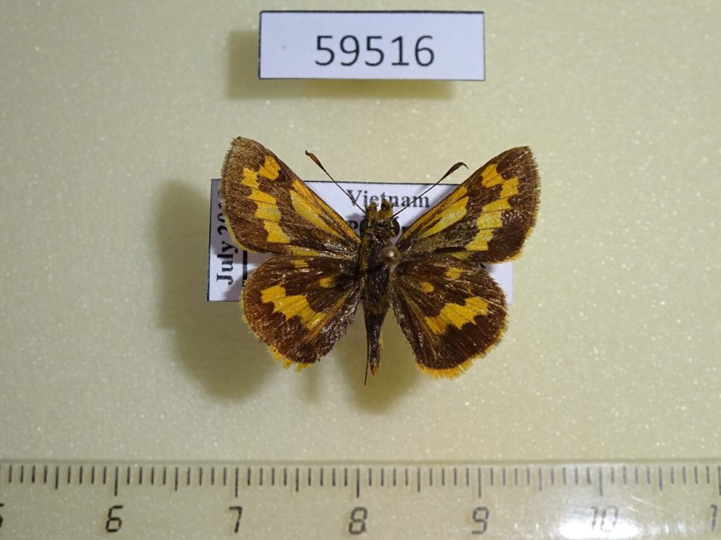 Hesperiidae Potanthus ganda ganda Vietnam - Fareastinsects