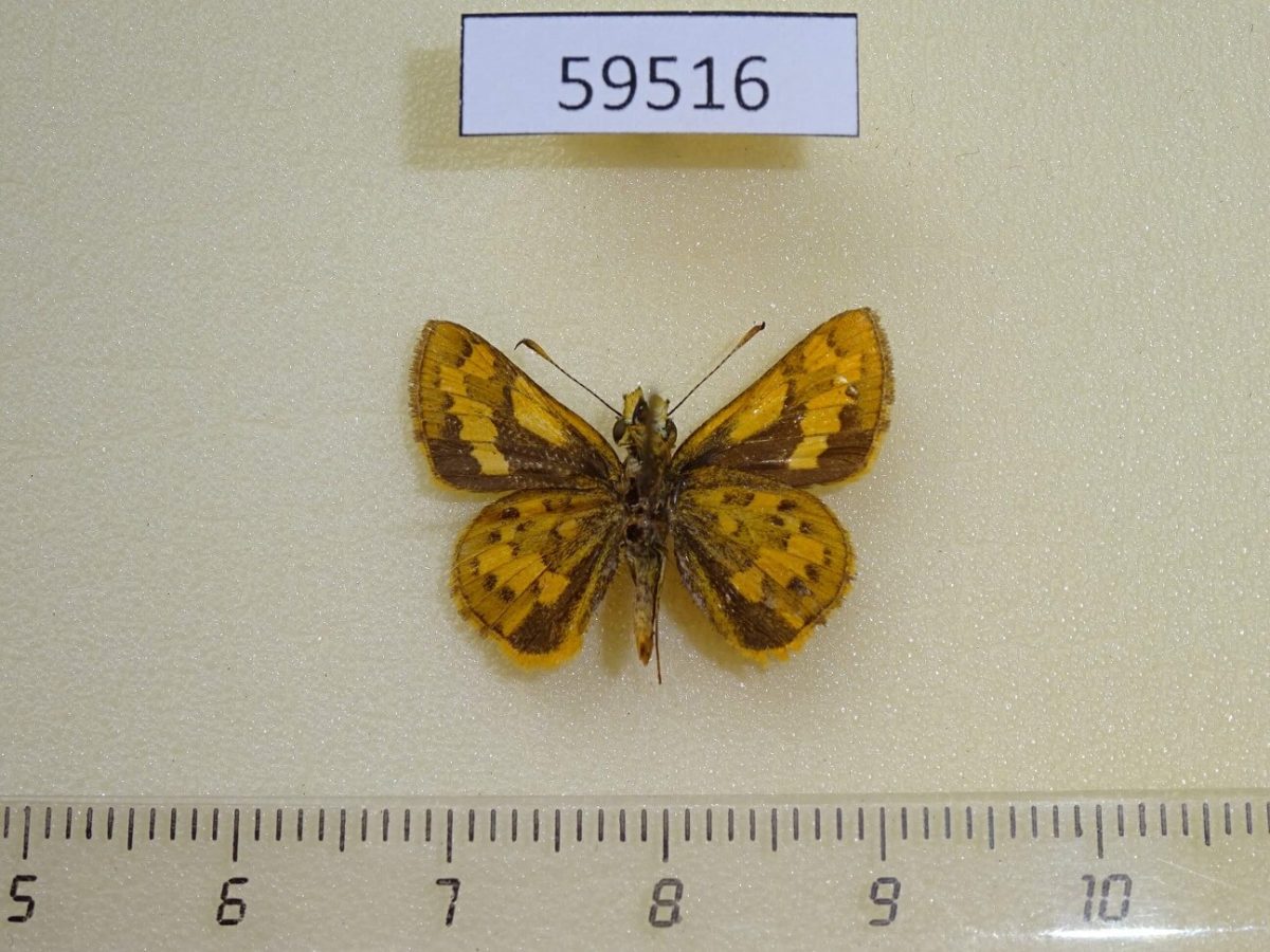 Hesperiidae Potanthus ganda ganda Vietnam - Fareastinsects