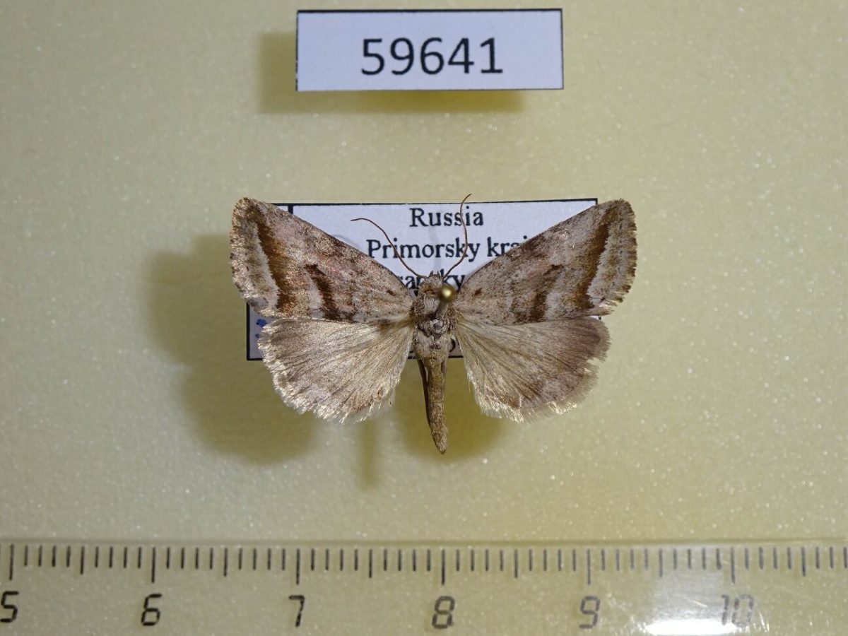 Noctuidae Phyllophila obliterata Primorye - Fareastinsects