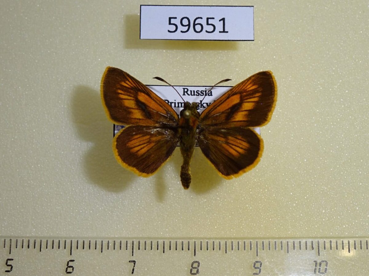 Hesperiidae Ochloides ochracea Primorye - Fareastinsects