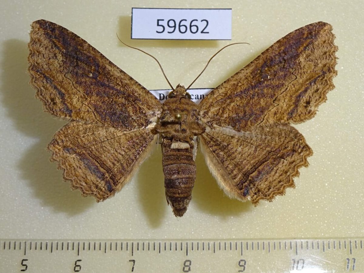 Noctuidae Zale lunata Dominicana - Fareastinsects
