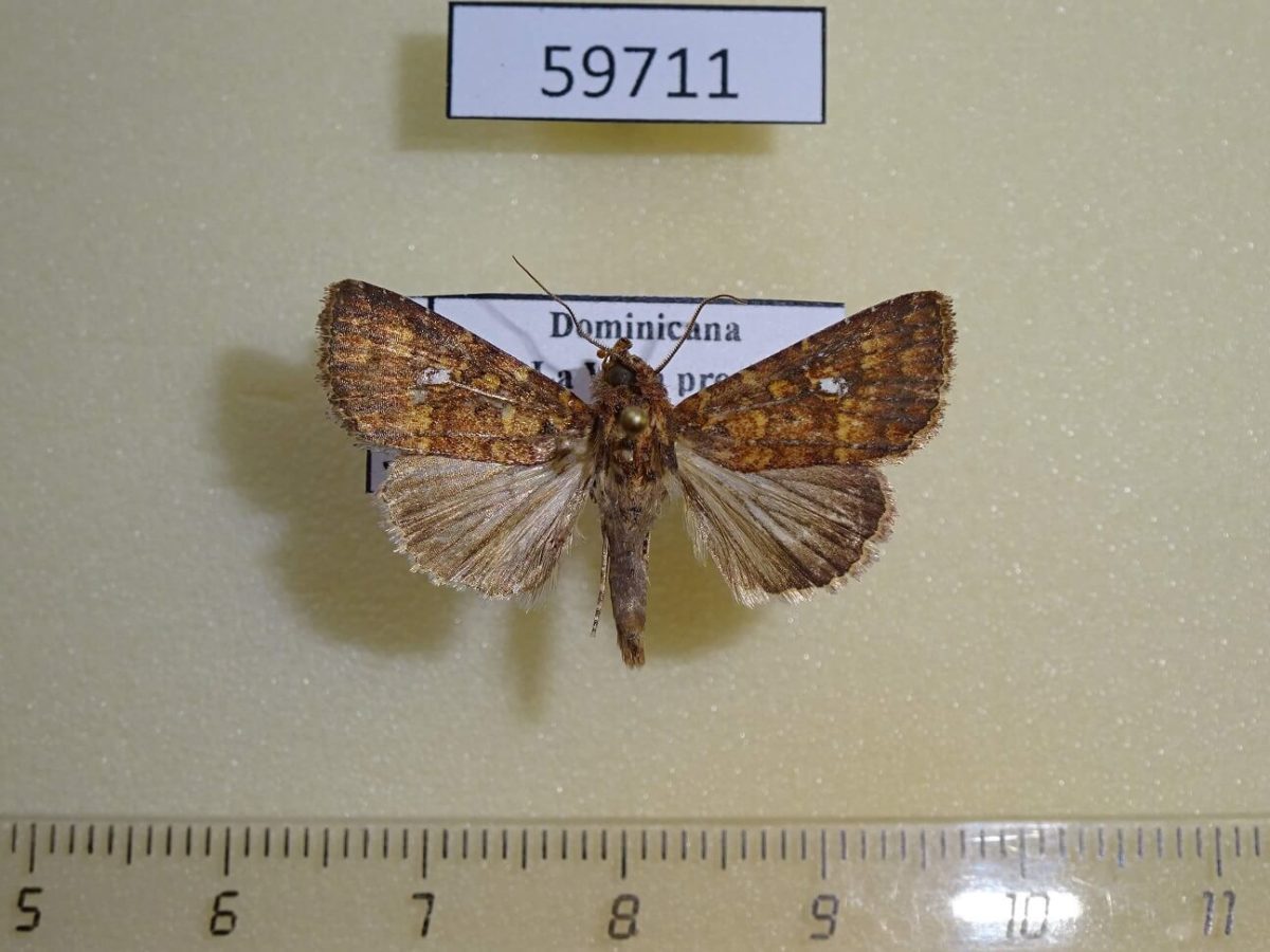Noctuidae Condica mobilis Dominicana - Fareastinsects