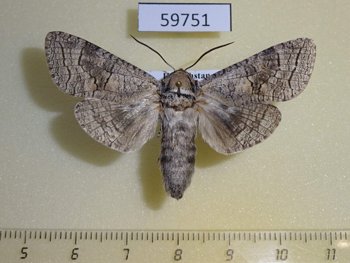 Cossidae Cryptoholcocerus mongolicus Kazakhstan - Fareastinsects
