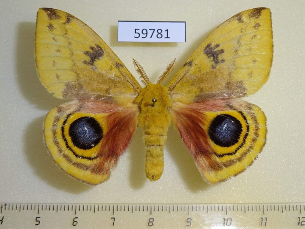 Saturniidae Automeris io Canada - Fareastinsects