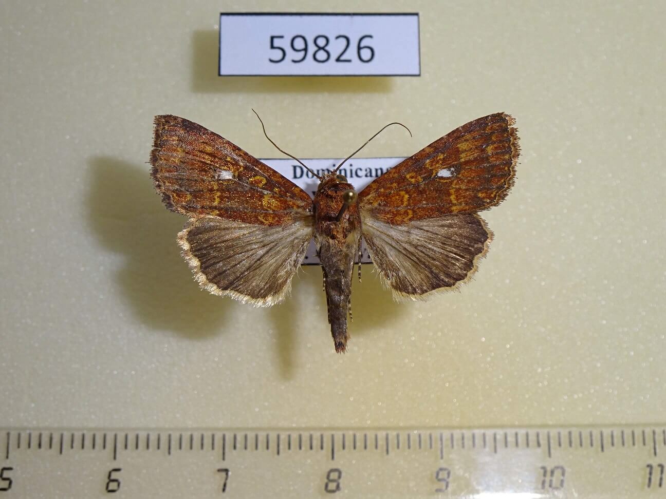 Noctuidae Condica mobilis Dominicana - Fareastinsects