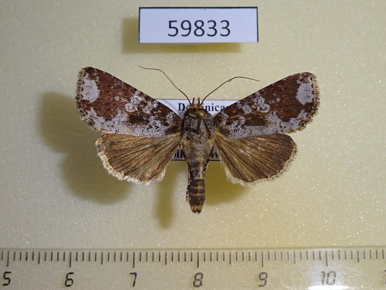 Noctuidae Condica cupentia f Dominicana - Fareastinsects
