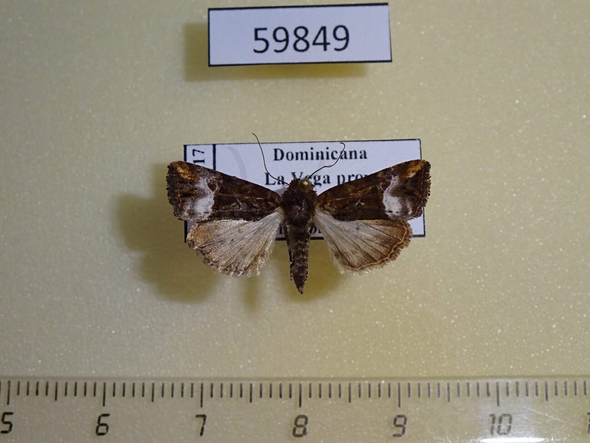 Noctuidae Elaphria chalcedonia f Dominicana - Fareastinsects