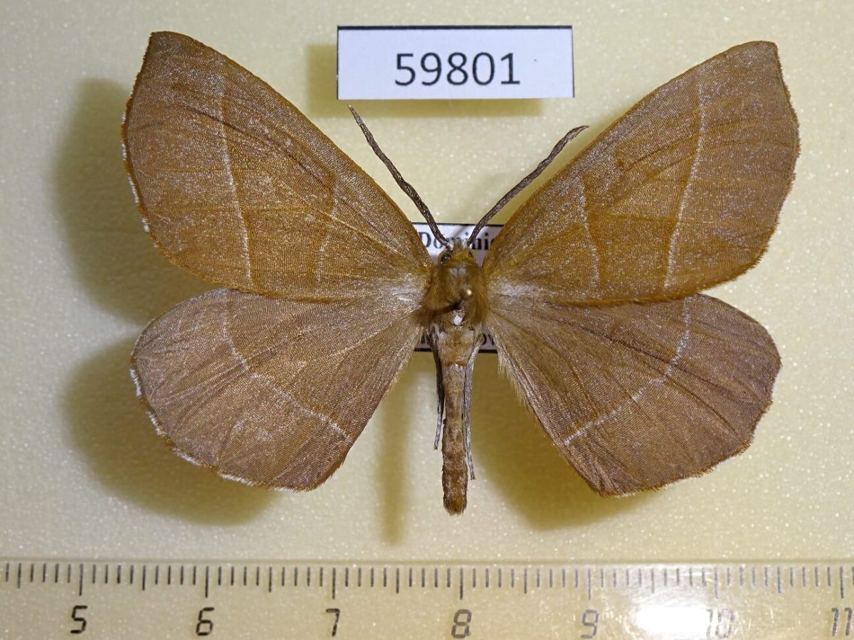 Geometridae sp. Dominicana - Fareastinsects