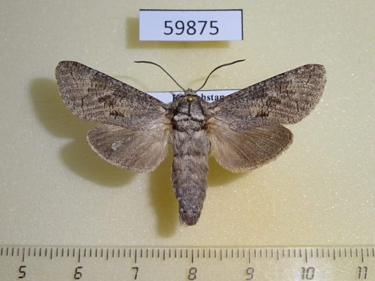 Cossidae Deserticossus consobrinus Kazakhstan - Fareastinsects