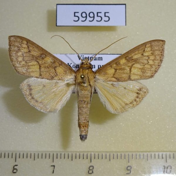 Crambidae sp. Vietnam - Fareastinsects