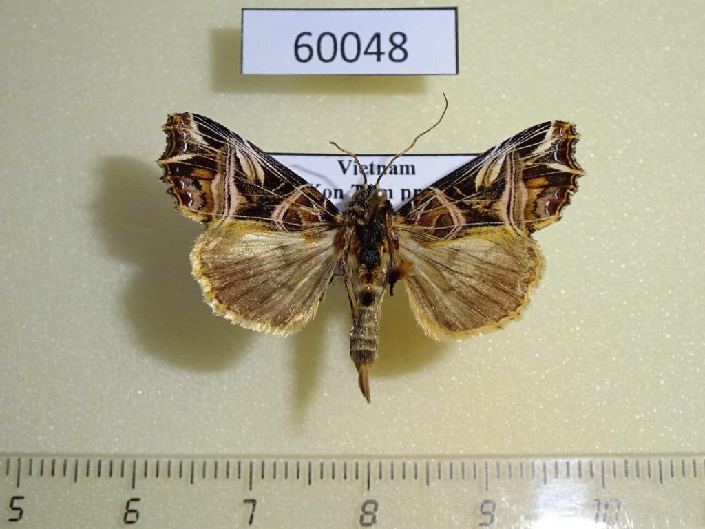 Noctuidae Callopistria repleta Vietnam - Fareastinsects