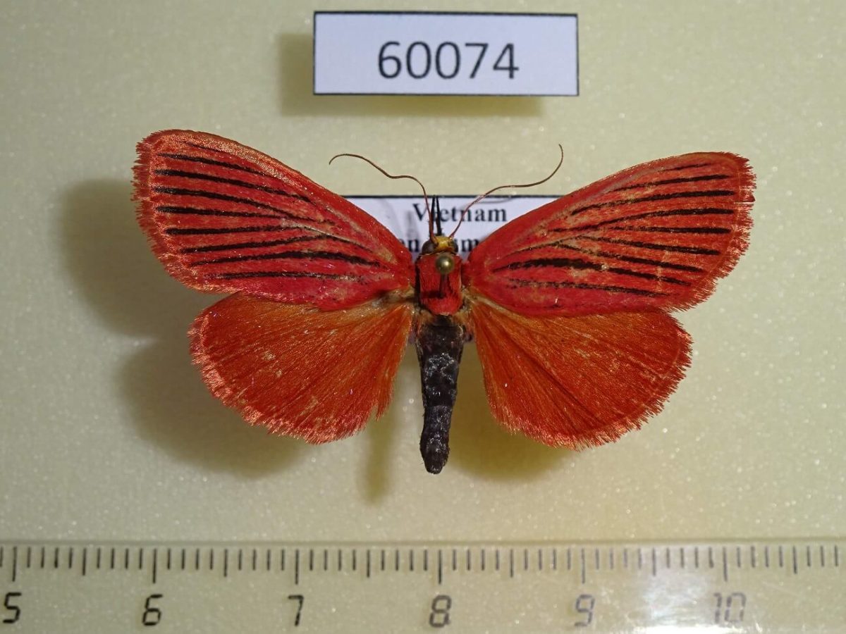 Pyralidae Arctioblepsis rubida Vietnam - Fareastinsects