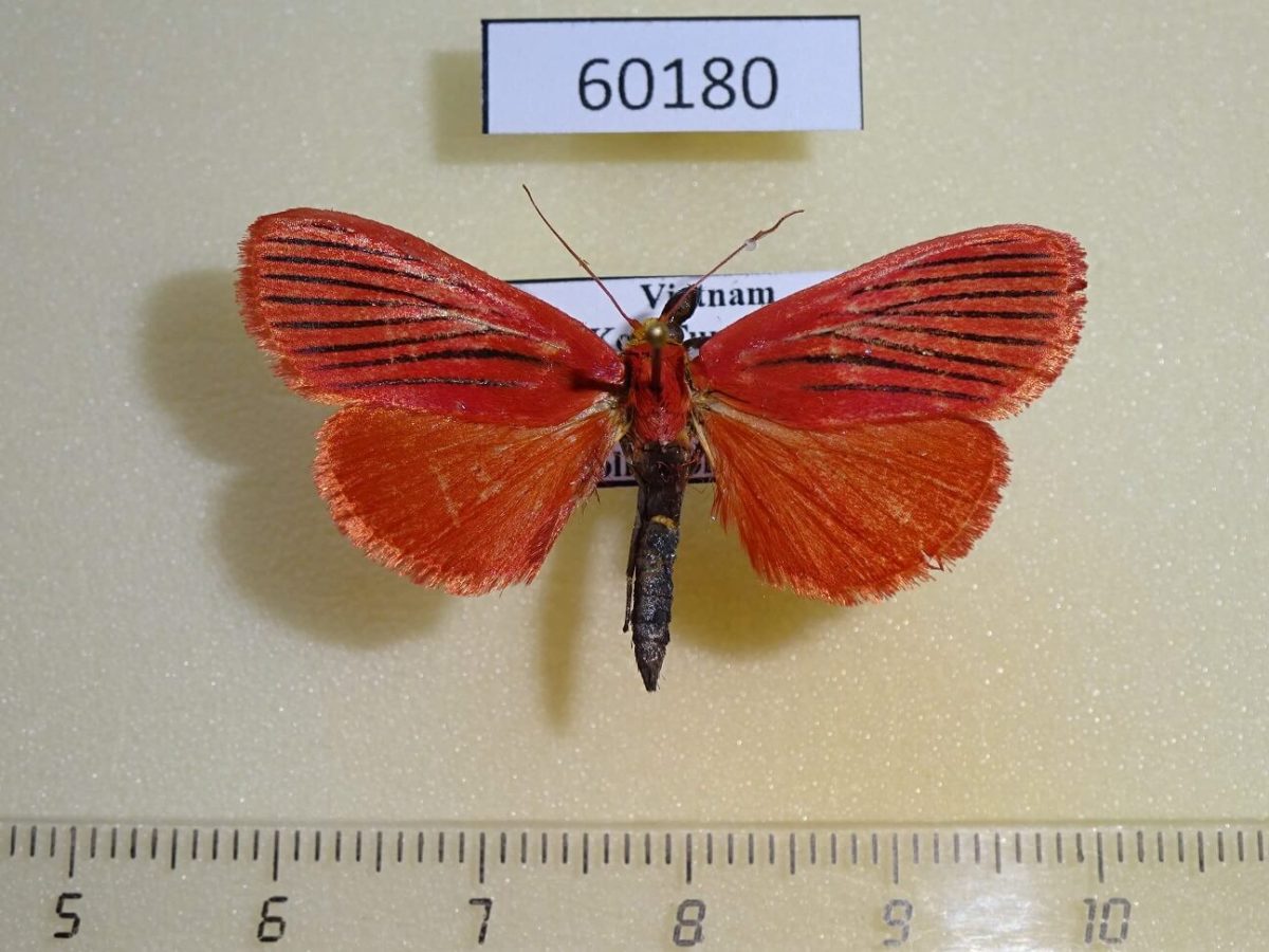 Pyralidae Arctioblepsis rubida Vietnam - Fareastinsects