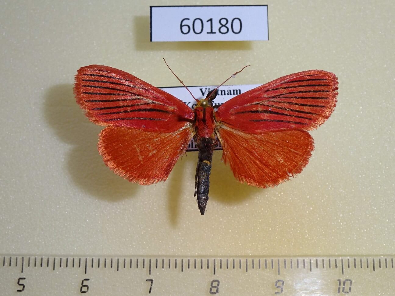 Pyralidae Arctioblepsis rubida Vietnam - Fareastinsects