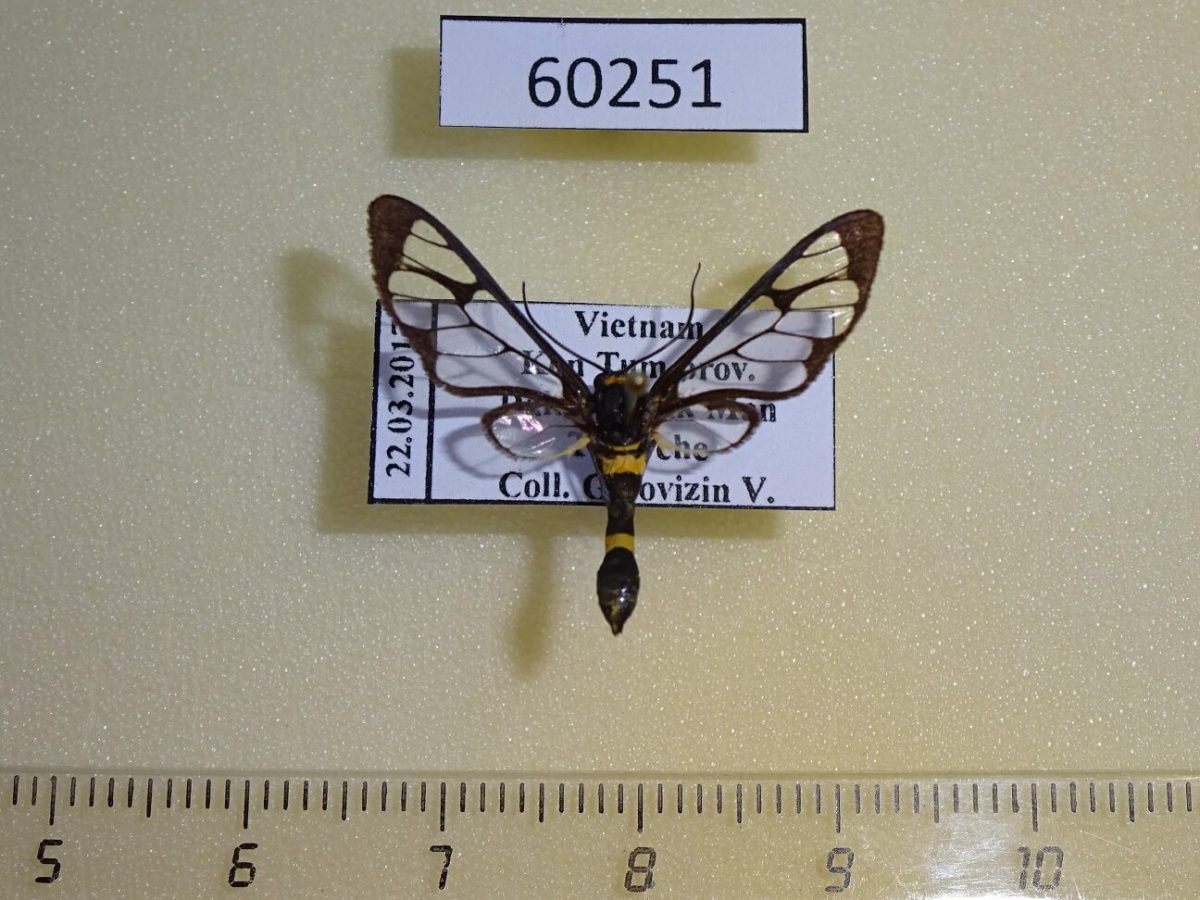 Arctiidae Syntomoides imaon Vietnam - Fareastinsects