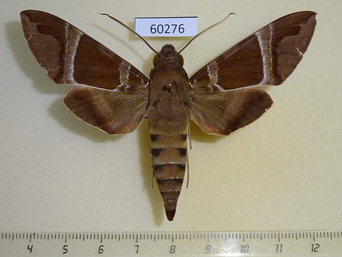 Sphingidae Nephele oenopion Madagascar - Fareastinsects