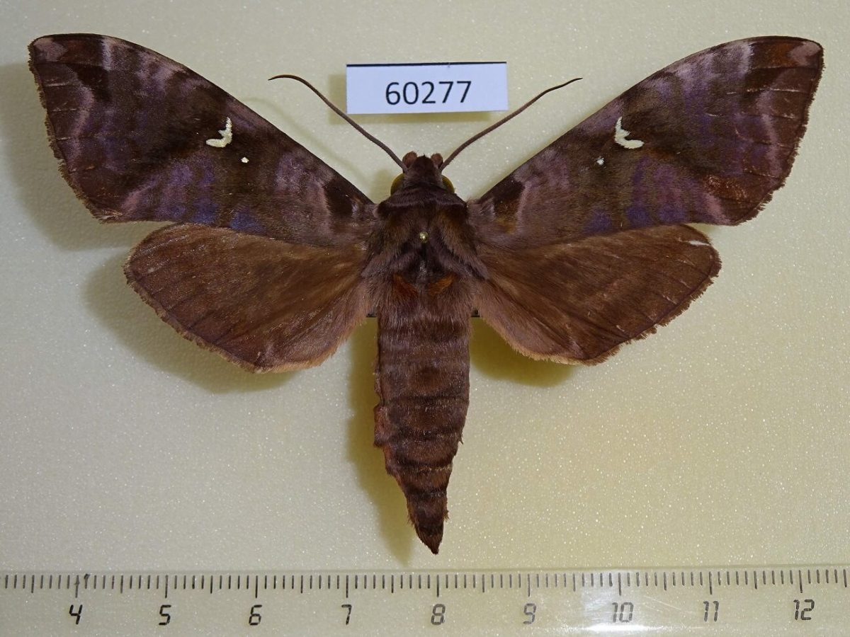 Sphingidae Maassenia heydeni Madagascar - Fareastinsects