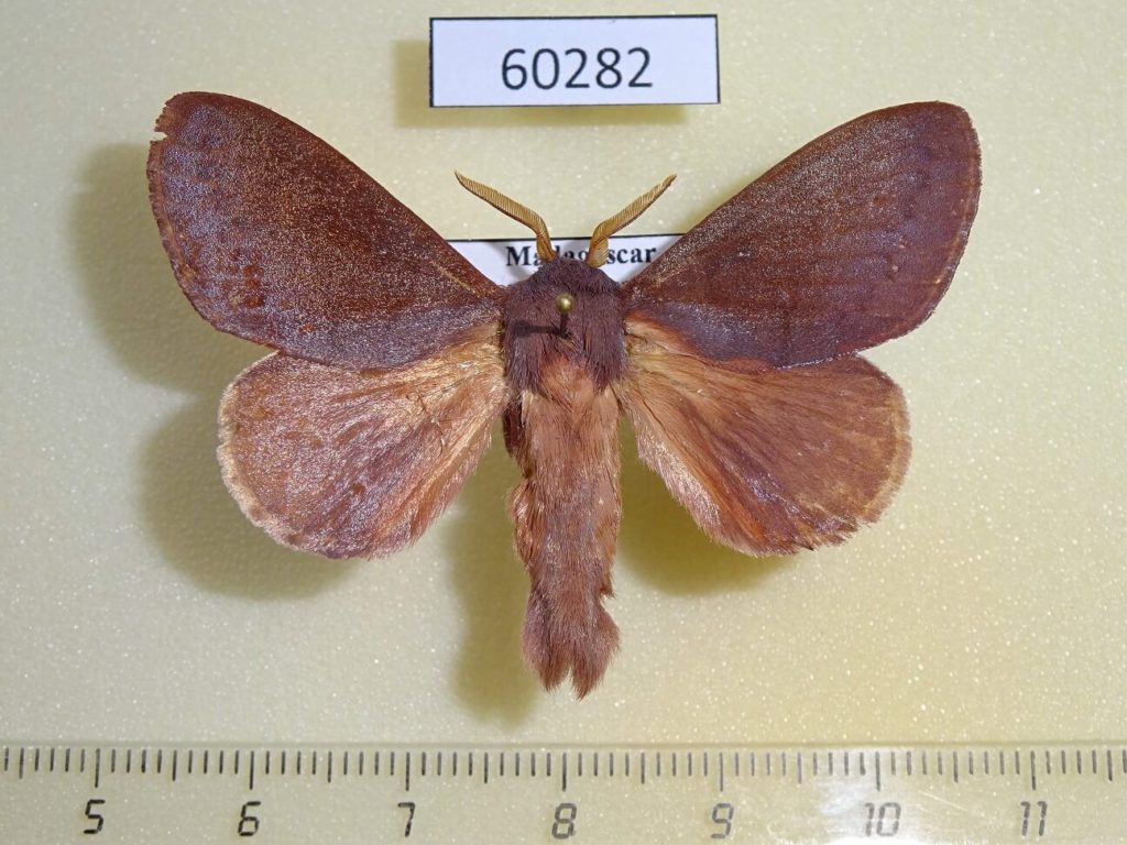 Lasiocampidae Lamprantaugia tamatavae Madagascar - Fareastinsects