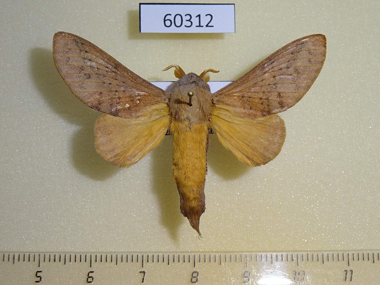 Lasiocampidae Pallastica meloui Uganda - Fareastinsects