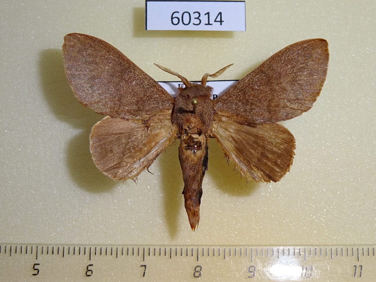 Lasiocampidae Pachymeta immunda Uganda - Fareastinsects