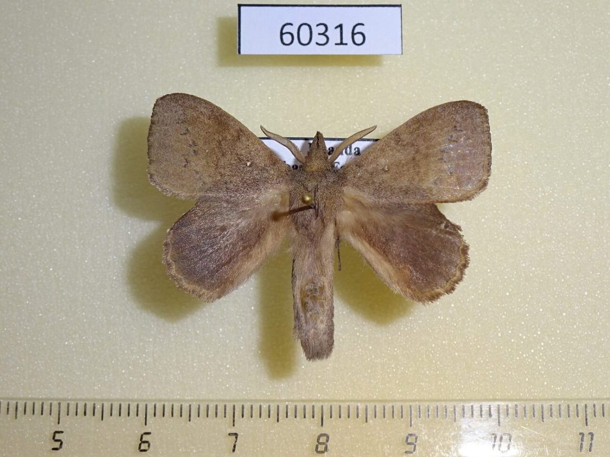 Lasiocampidae Leipoxais peraffinis Uganda - Fareastinsects